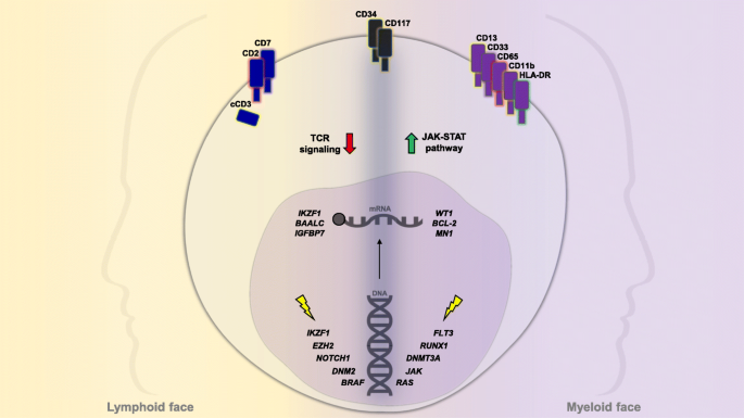 Inside the biology of early T-cell precursor acute lymphoblastic ...