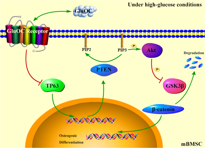 未羧化骨钙素通过调控TP63缓解高糖对小鼠骨髓间充质干细胞成骨分化的抑制作用-文献解析 - 生知库